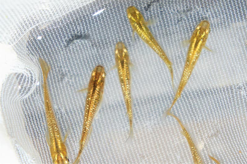 Medaka Zuchtformen | Online Magazin "Medaka inside international"