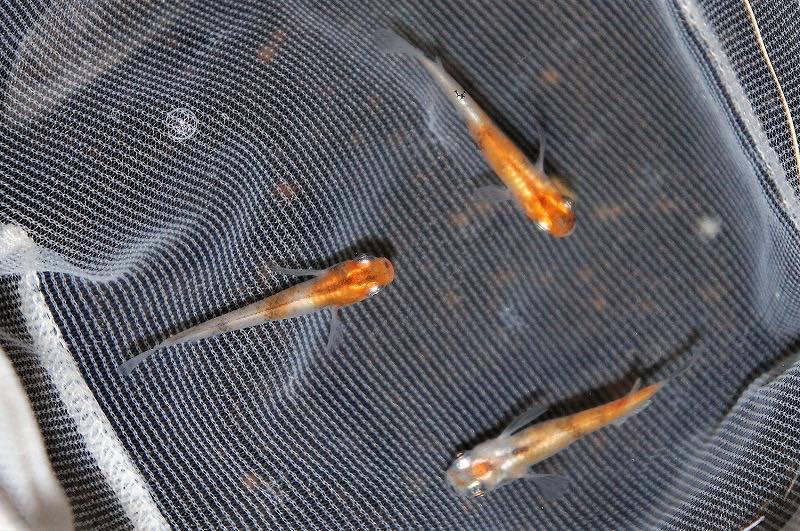 Medaka Zuchtformen | Online Magazin "Medaka inside international"